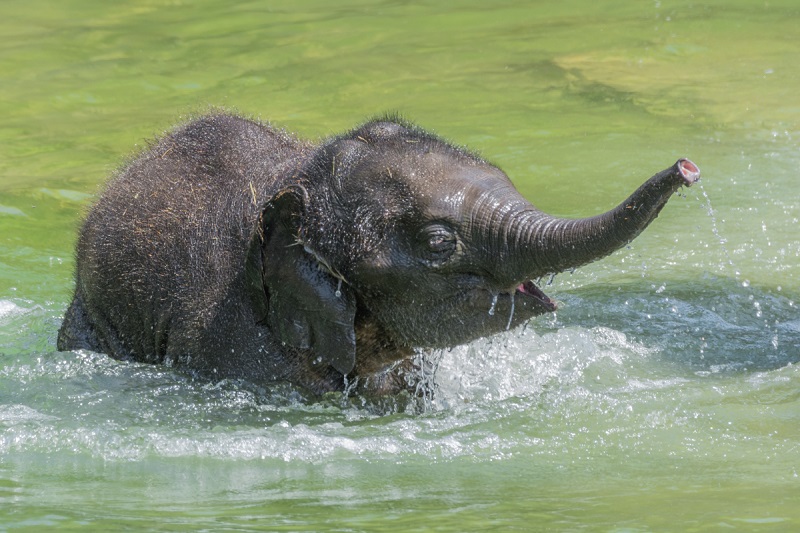 Aziatische olifant - WILDLANDS