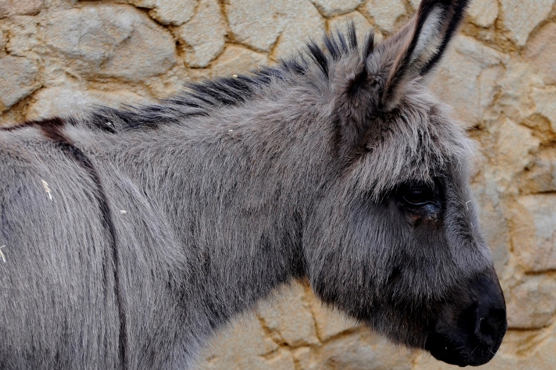 Dwergezel - WILDLANDS