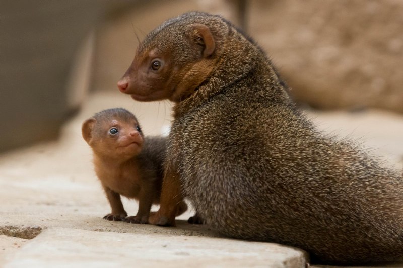 Dwergmangoest - WILDLANDS