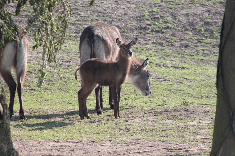 Waterbok - WILDLANDS