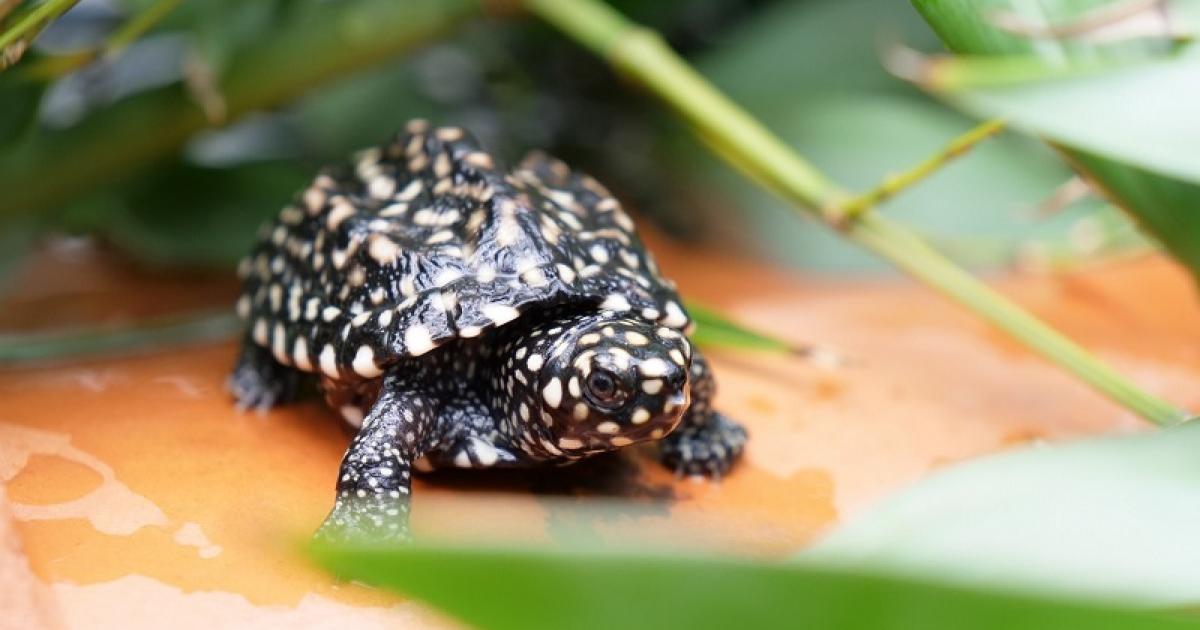 Zeldzame schildpadden uit het ei in WILDLANDS - WILDLANDS