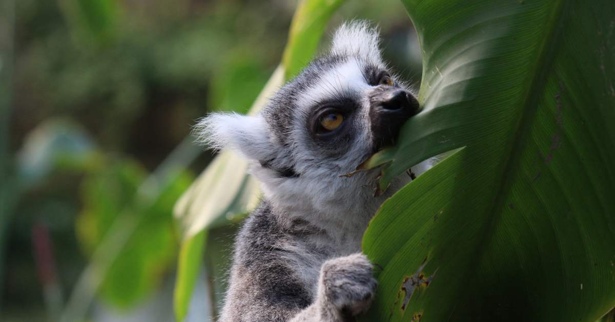 de schatkamer van de natuur - WILDLANDS