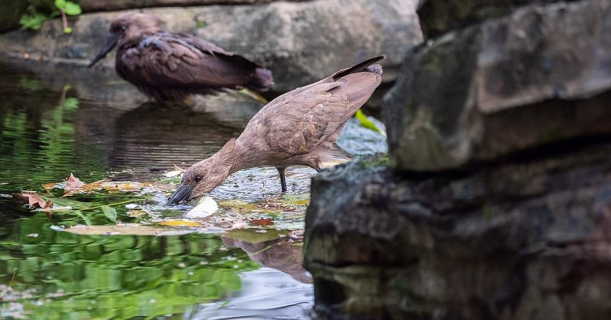 EEP wat moet je ermee? - WILDLANDS